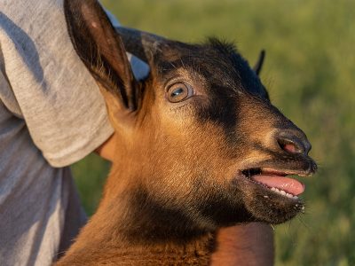 Goat Body Language FAQ - Goat Journal